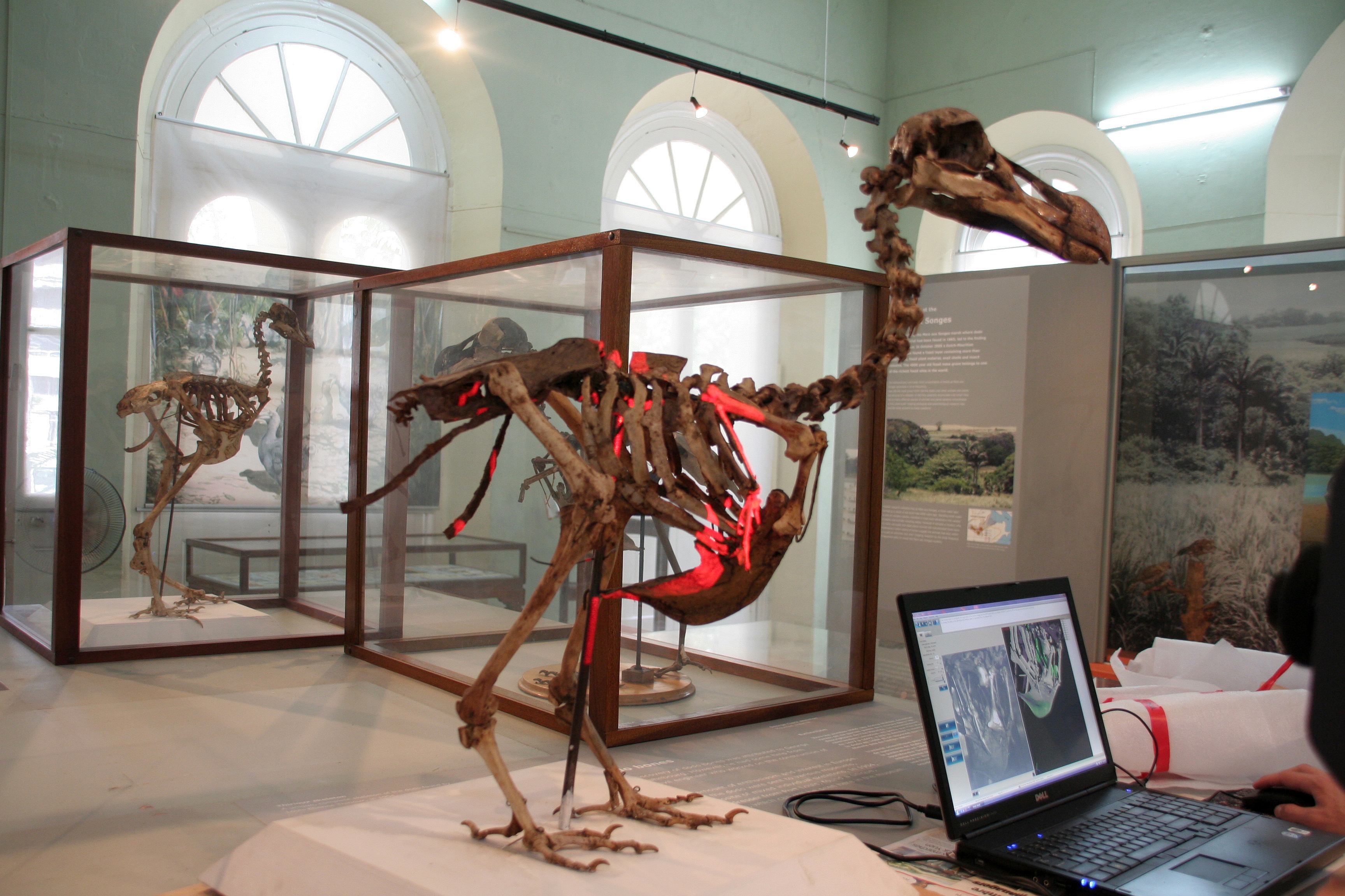 About – Dodo Science: the real facts and latest research about the dodo
